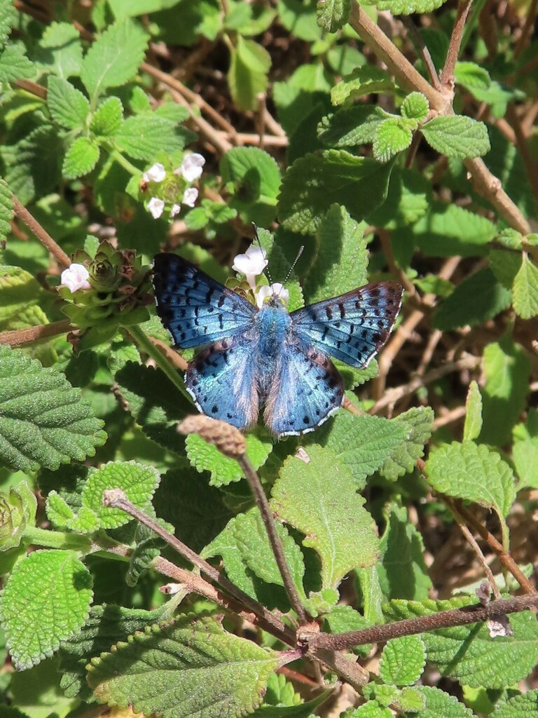 Blue Metalmark from Brownsville, TX, USA on March 9, 2024 at 02:52 PM ...