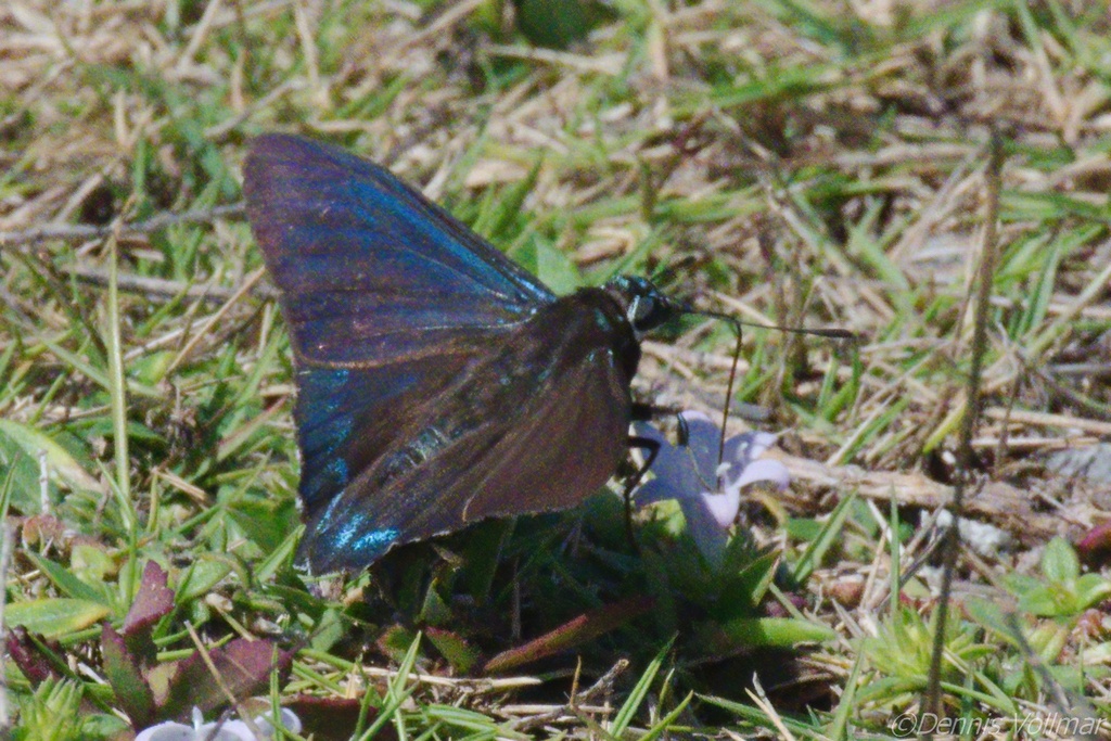 Florida Mangrove Skipper from Miami-Dade County, FL, USA on March 24 ...