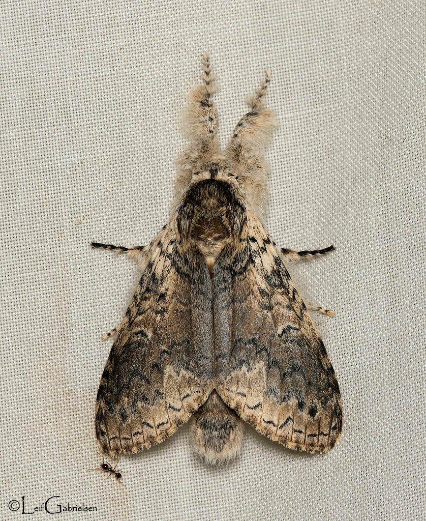 Calliteara cerigoides from Dalwangan, Malaybalay, Bukidnon, Philippines ...