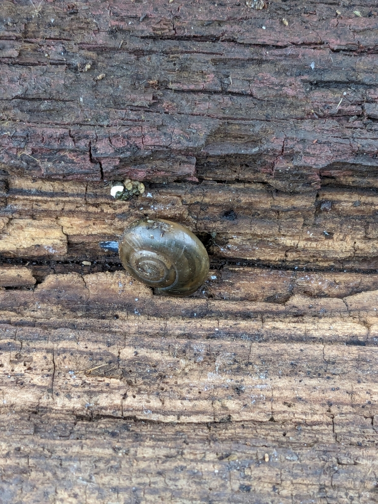 Typical Glass Snails from Five Oaks, Dayton, OH, USA on March 26, 2024 ...