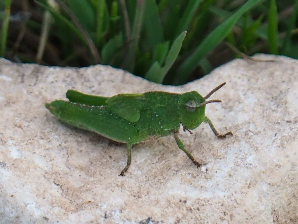Green-striped Grasshopper from Sutton County, TX, USA on March 23, 2024 ...