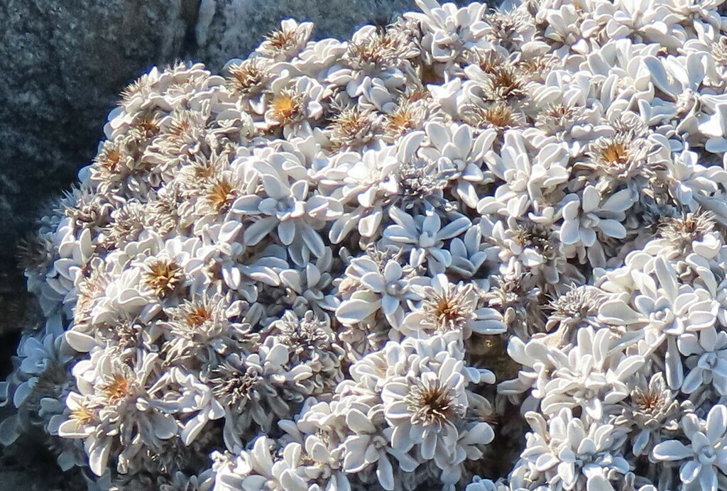 (Dicoma nachtigalii) - Botanical Realm