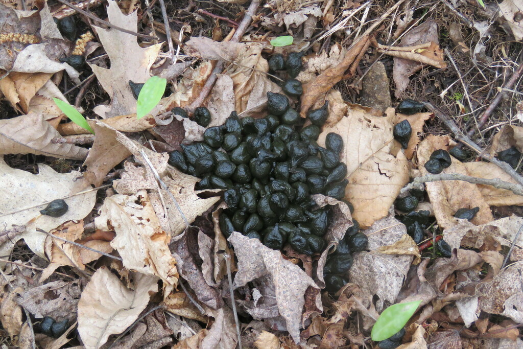 White-tailed Deer from Shelburne, VT, USA on May 13, 2017 at 04:48 AM ...