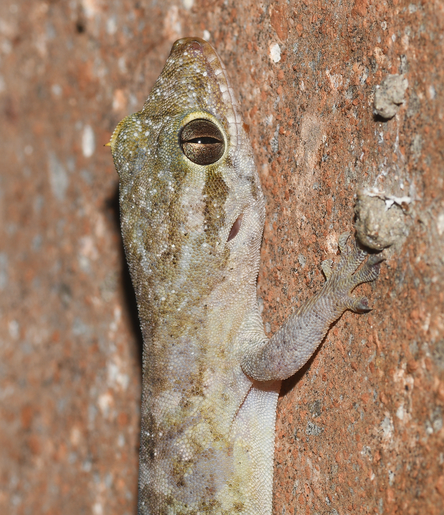 Croaking Lizard from Manchester Parish, Jamaica on March 20, 2024 at 09 ...