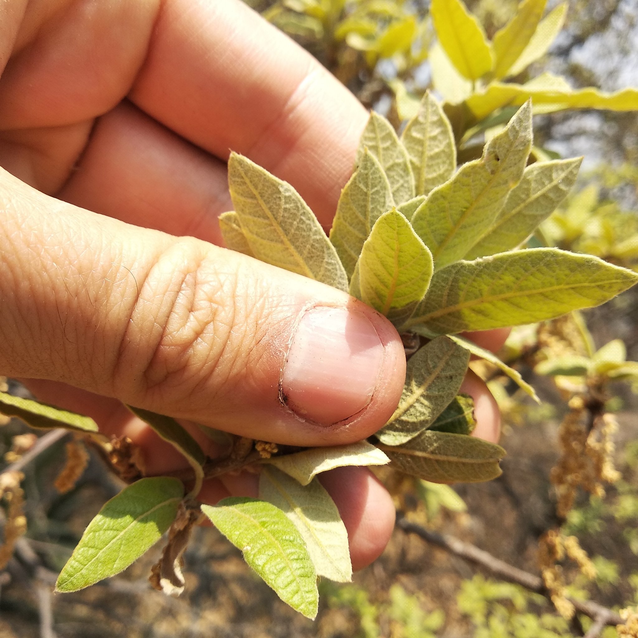 Quercus microphylla Née
