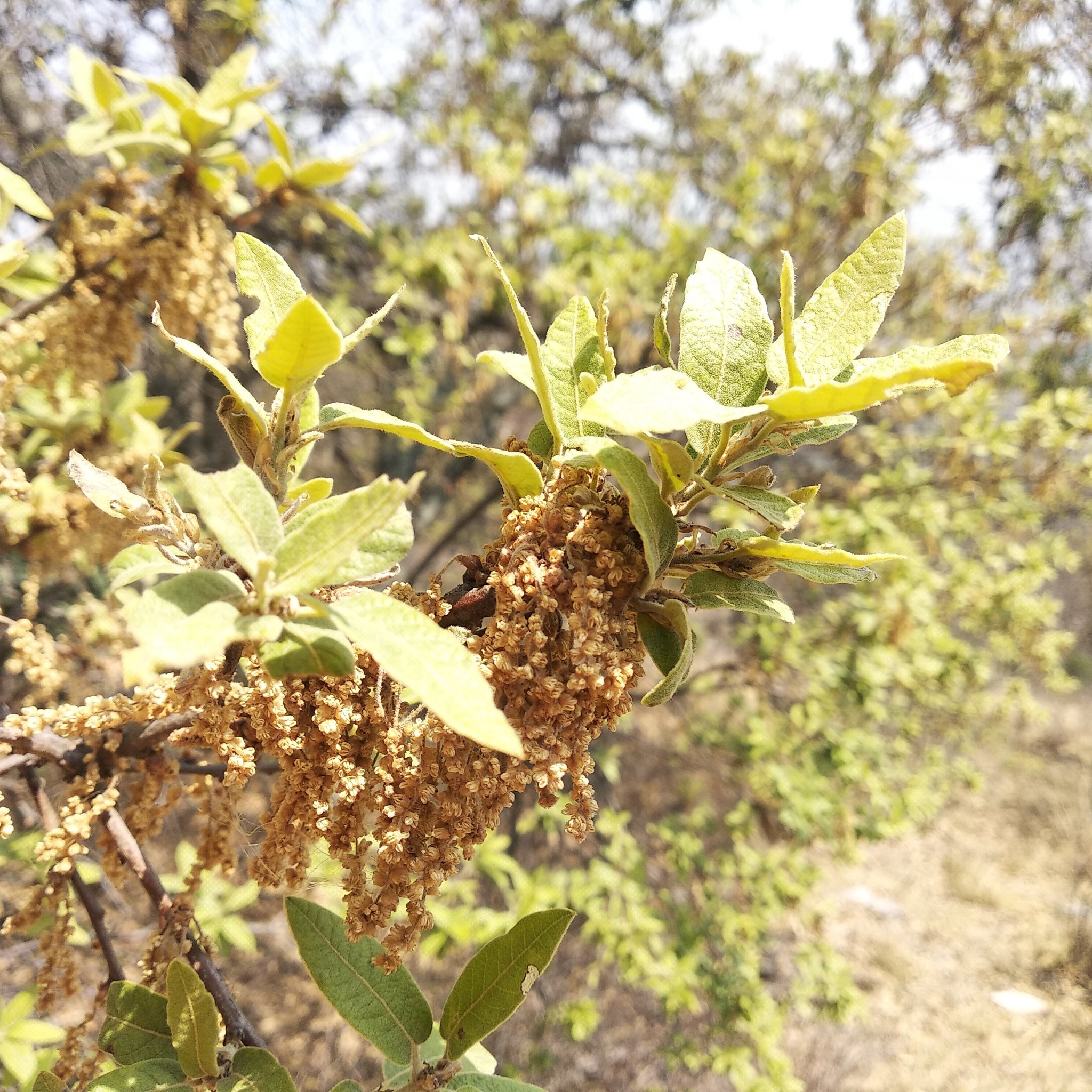 Quercus microphylla Née