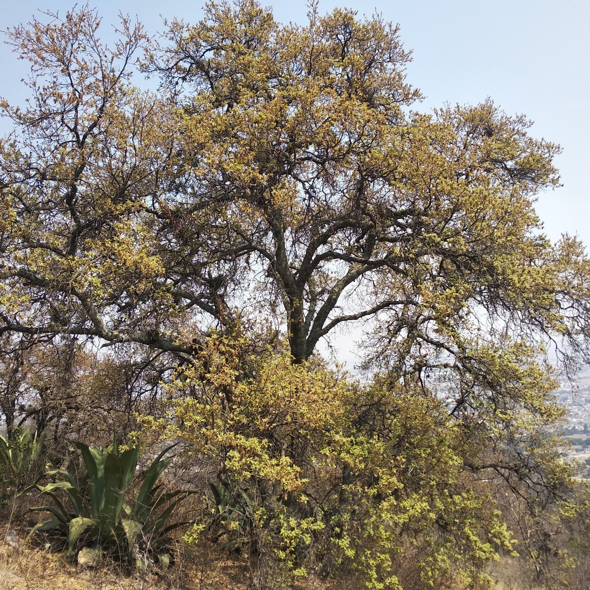 Quercus microphylla Née