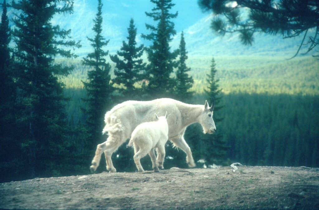 Mountain Goat in August 2004 by guyrufray · iNaturalist