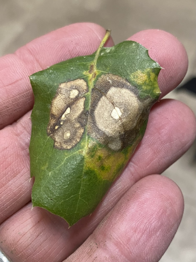 Tubakia californica from Sanborn Rd, Saratoga, CA, US on March 25, 2024 ...