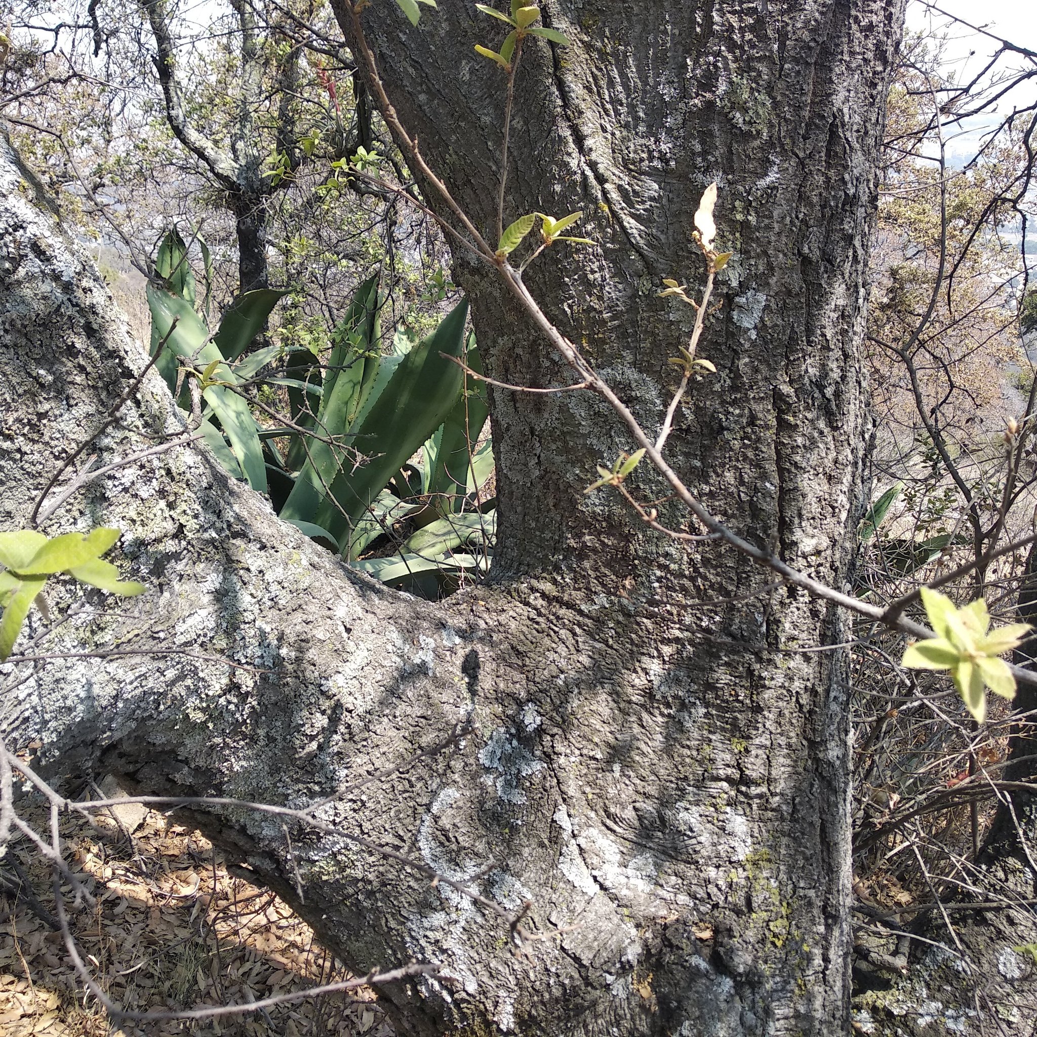 Quercus microphylla Née