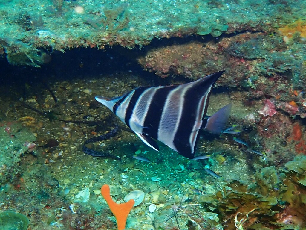 Western Talma from FV Lena wreck, Bunbury, WA, Australia on March 23 ...