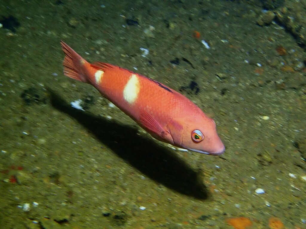 Foxfish from FV Lena wreck, Bunbury, WA, Australia on March 23, 2024 at ...
