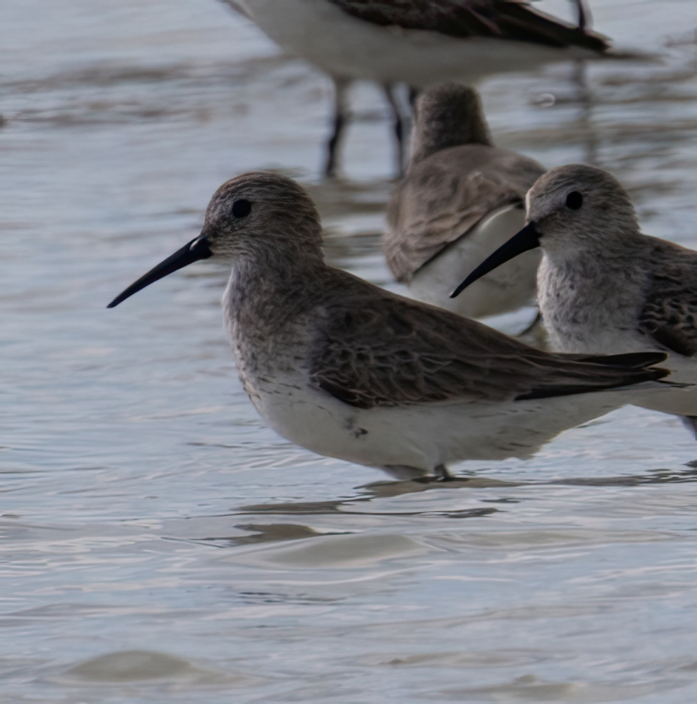 Dunlin from Collier County, FL, USA on March 21, 2024 at 10:39 AM by ...