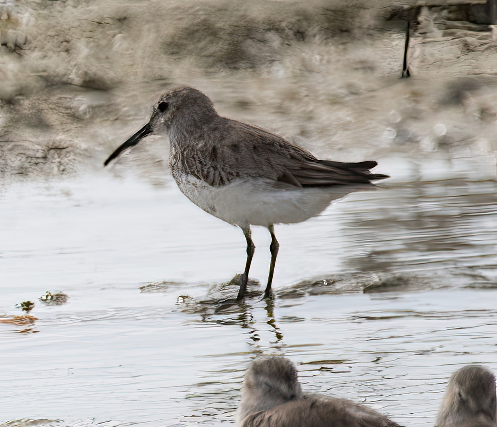 Dunlin from Collier County, FL, USA on March 21, 2024 at 10:40 AM by ...