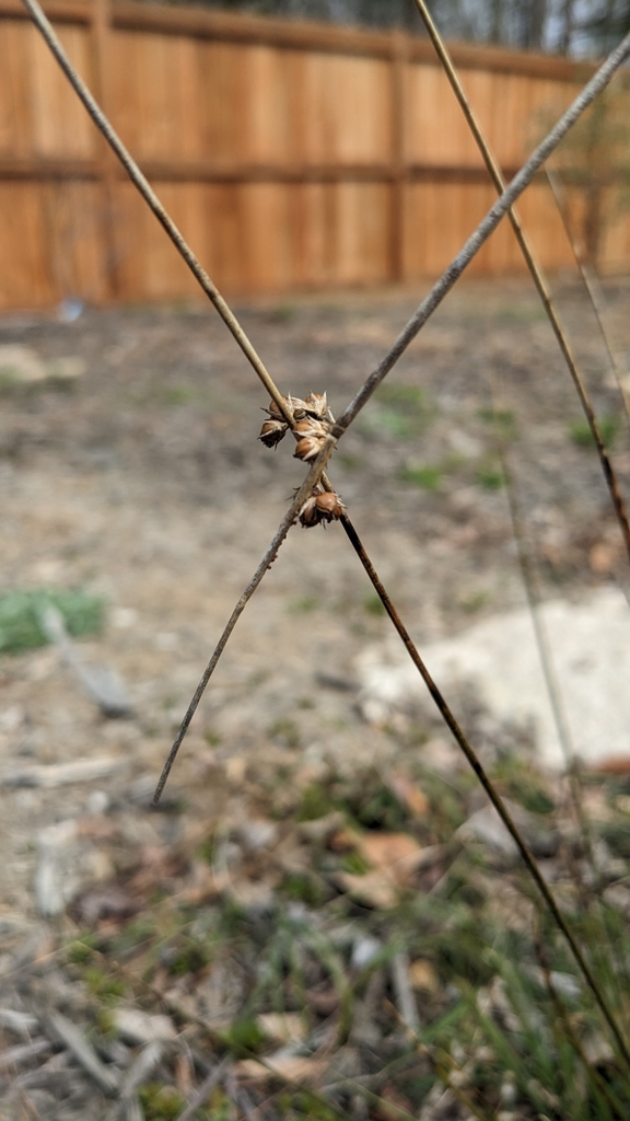 Leathery Rush in March 2024 by faguscarolinensis · iNaturalist