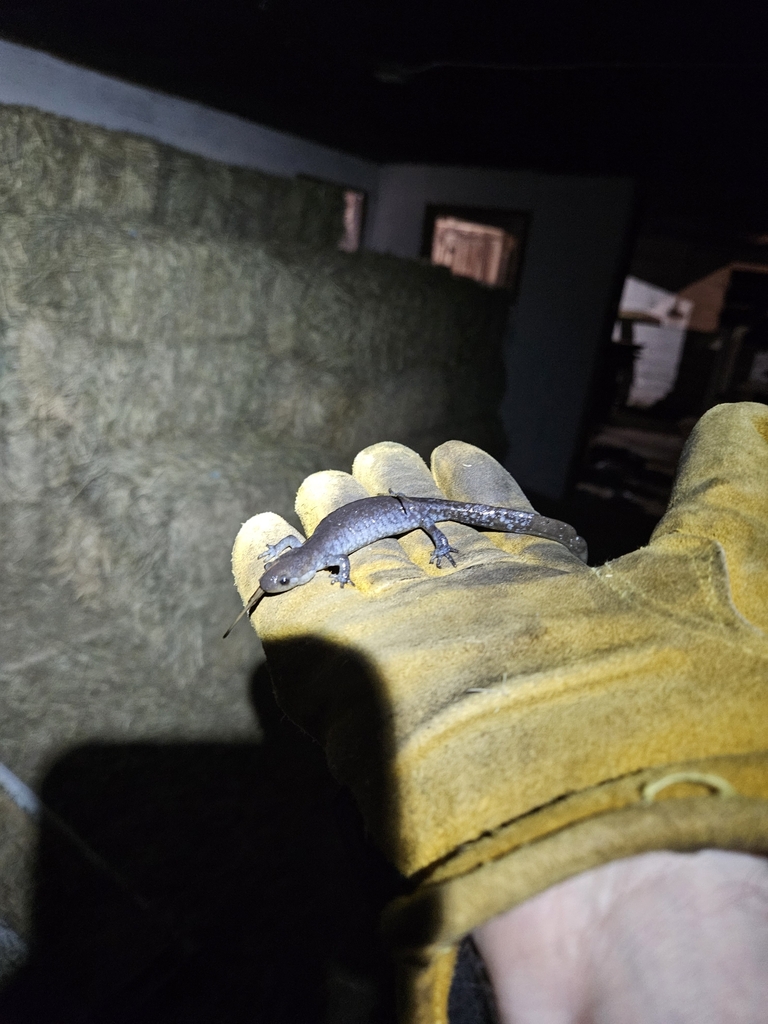 Blue-spotted Salamander from Mosel, WI, USA on March 26, 2024 at 12:32 ...