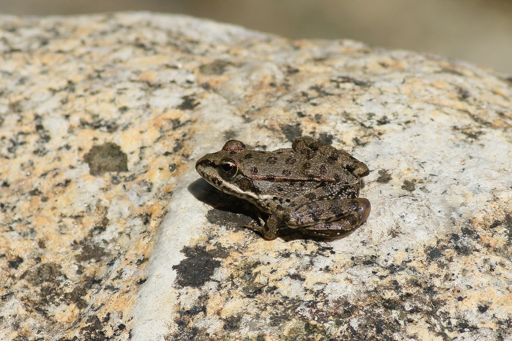 Marsh Frog from Region Macedonia Wschodnia i Tracja, Grecja on August 2 ...