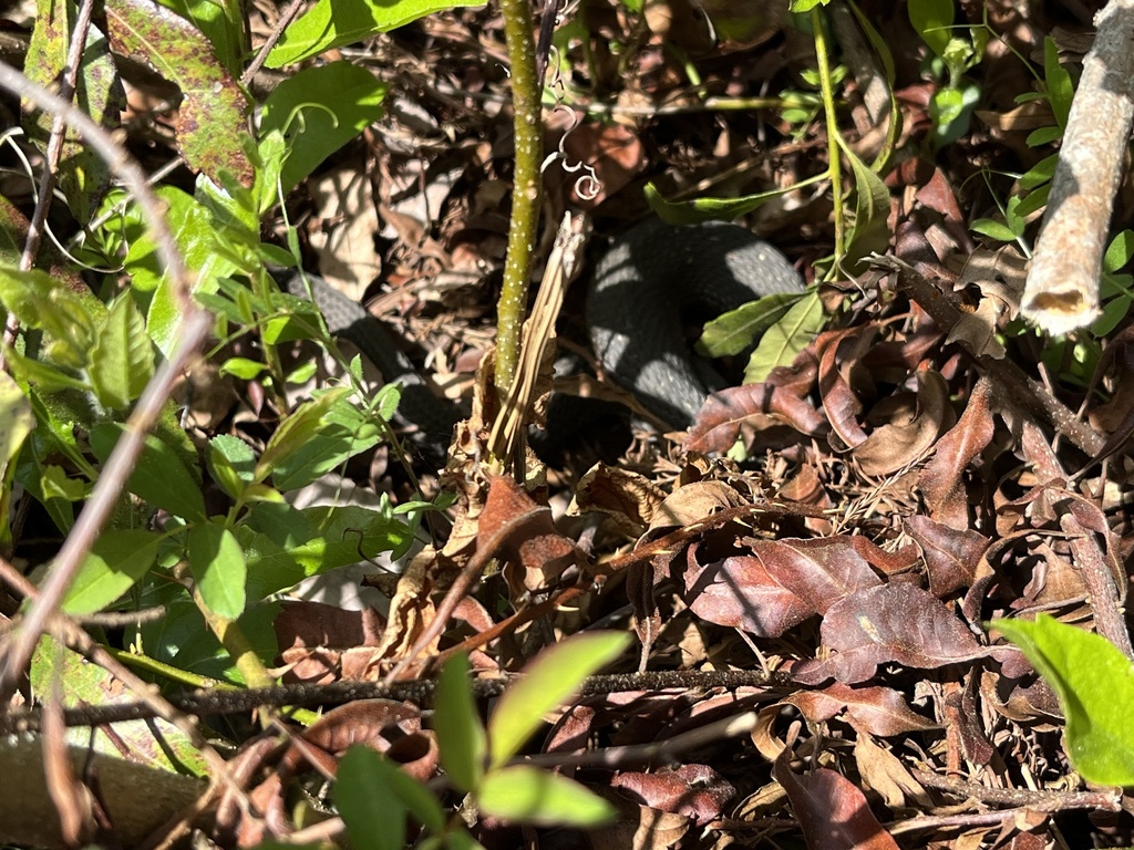 Banded Watersnake in March 2024 by Matthew. Lifer! · iNaturalist