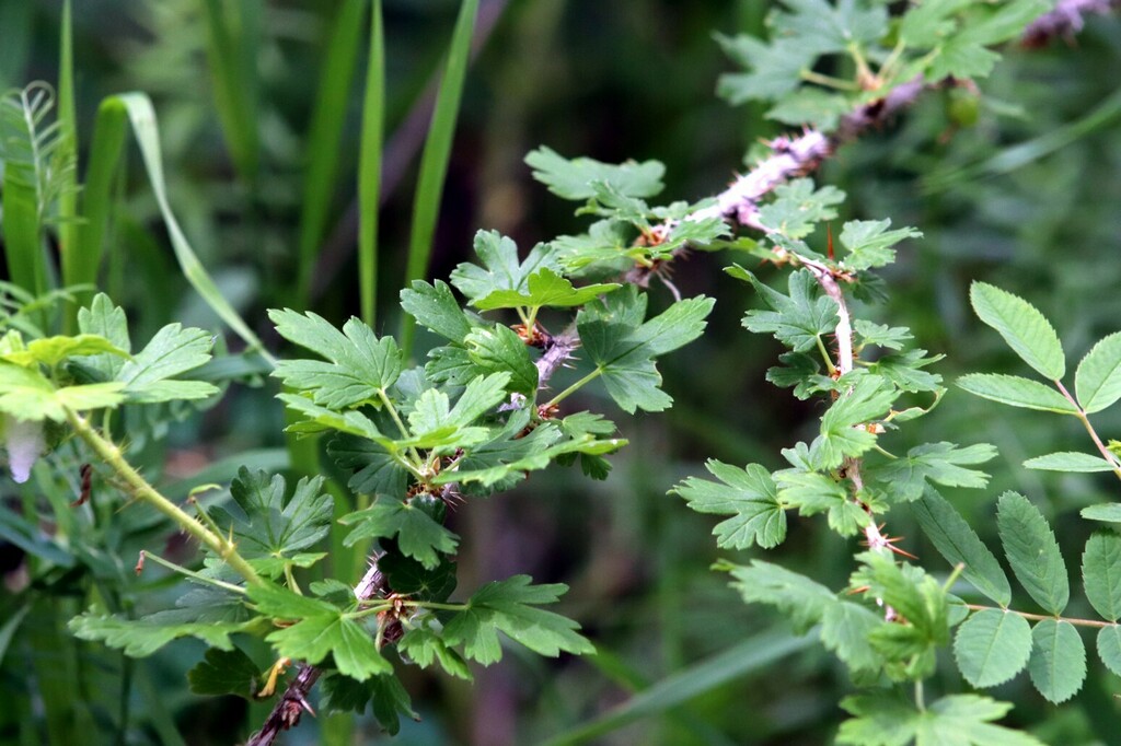 Canadian gooseberry from Southwest Calgary, Calgary, AB, Canada on June ...