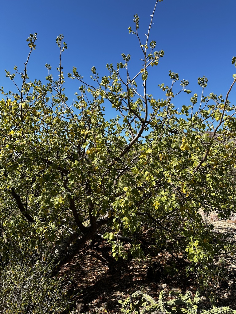 cimarron plum from La Paz, B.C.S., MX on March 26, 2024 at 09:19 AM by ...