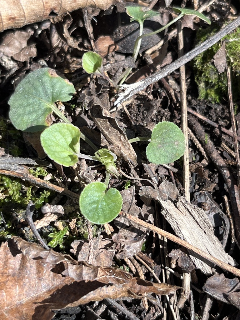 Prostrate blue violet in March 2024 by Brian · iNaturalist
