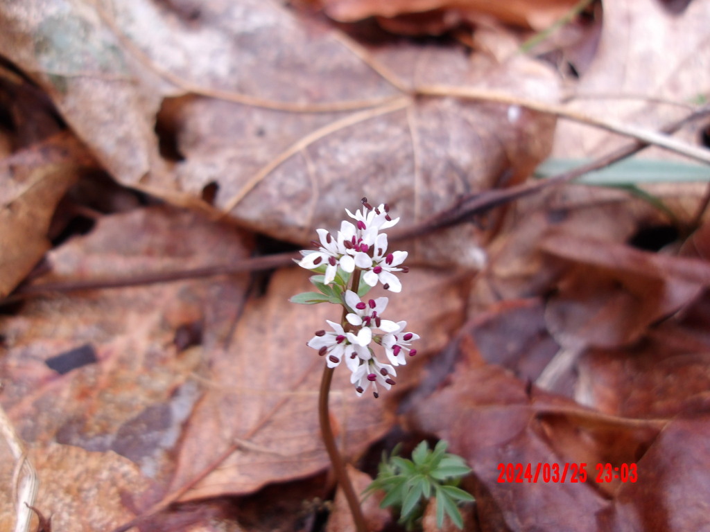 harbinger of spring from Medina County, OH, USA on March 25, 2024 at 11 ...