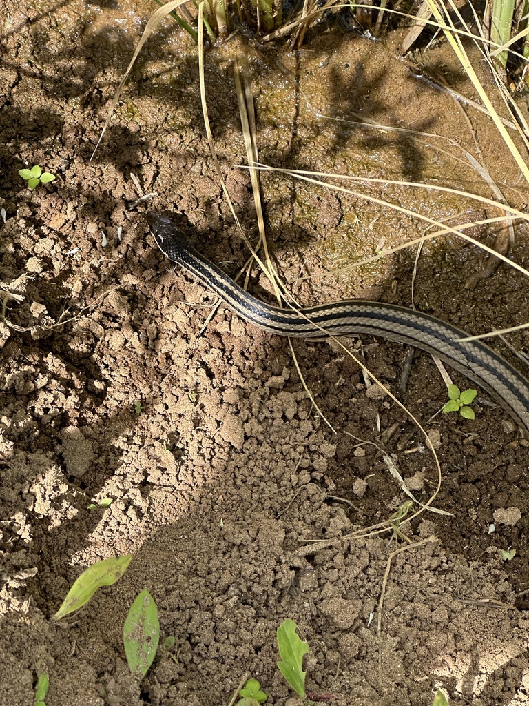 Four-striped Snake from Madagascar, Province d'Antananarivo, MG on ...