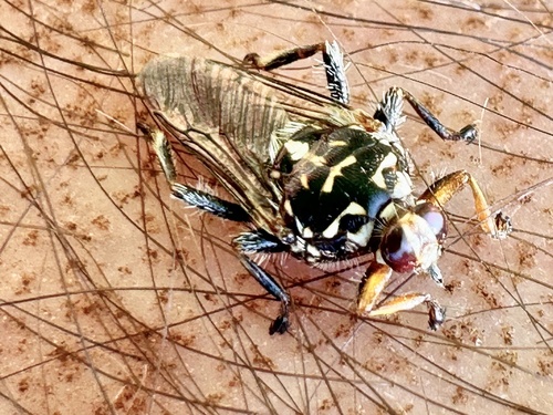 Hippobosca hirsuta · iNaturalist