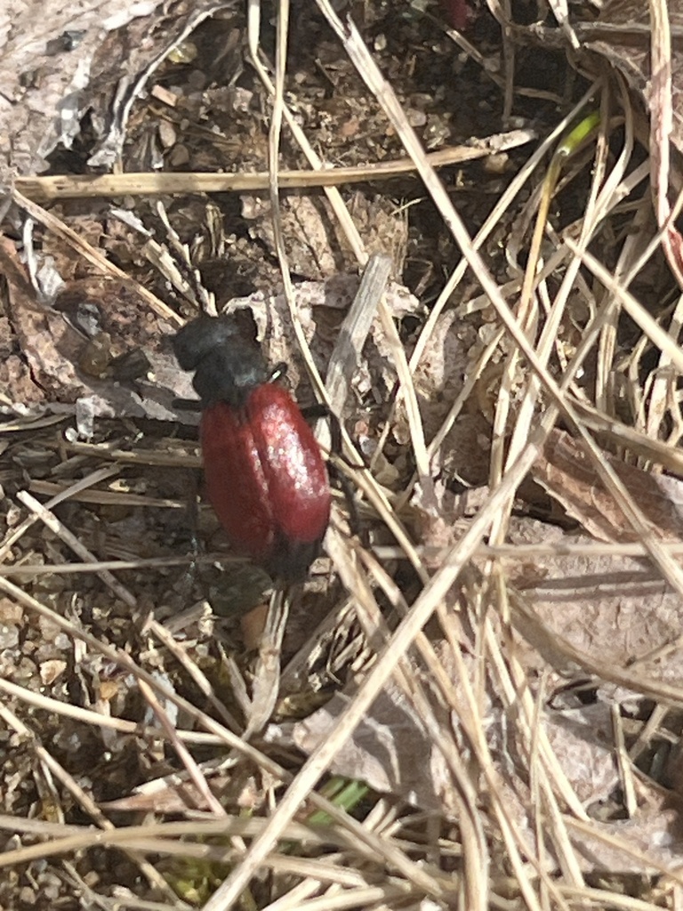 Blood-winged Blister Beetle from Paul Smith's College, Paul Smiths, NY ...