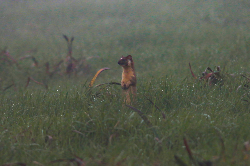 Long-tailed Weasel from Marin County, CA, USA on December 24, 2018 at ...
