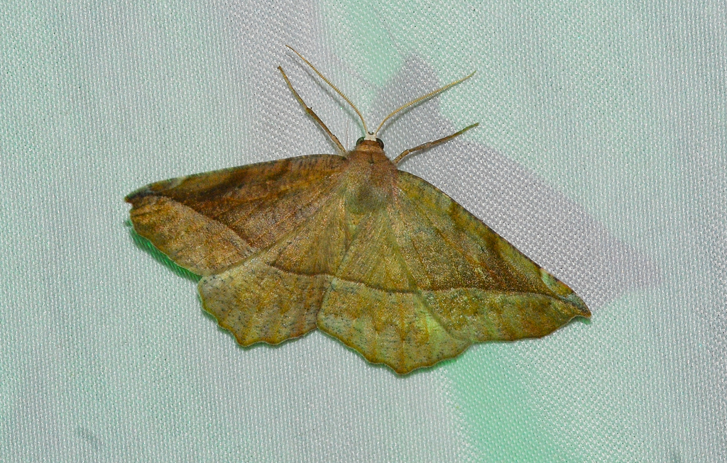 Curved-toothed Geometer Moth from McCreary County, KY, USA on April 03 ...