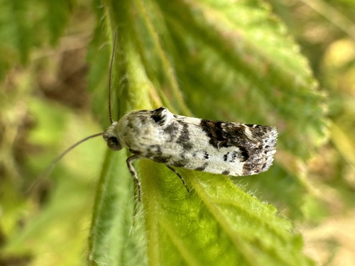 Acontia microptera · NaturaLista Colombia