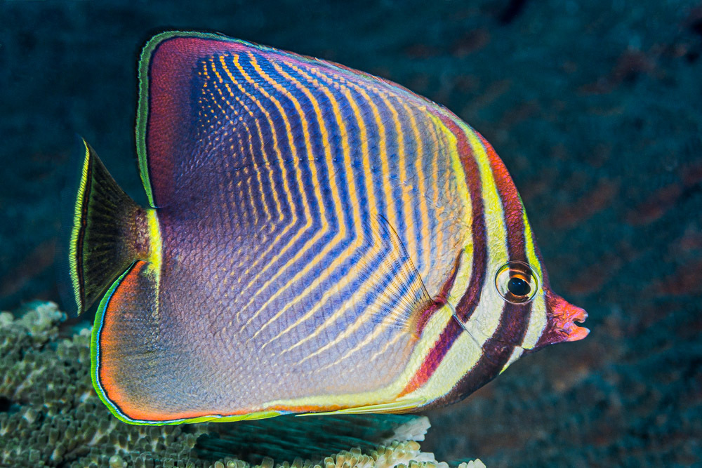 Eastern Triangle Butterflyfish (Chaetodon baronessa) - Marine Life ...