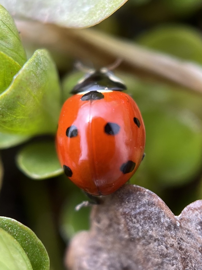 Seven-spotted Lady Beetle from Chatfield State Park, Littleton, CO, US ...