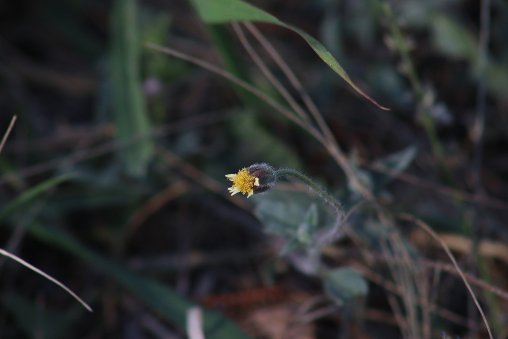 Hierba del toro desde Huentitán El Bajo, Guadalajara, Jal., México el ...