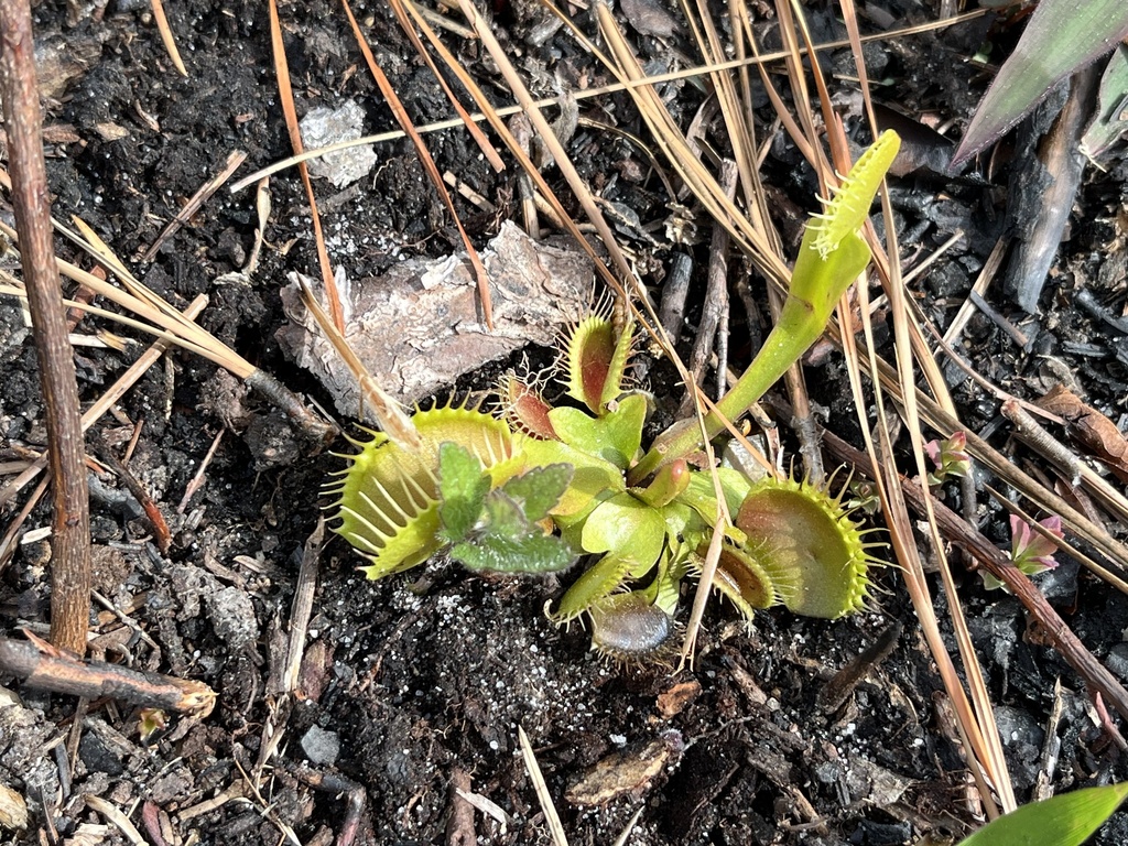 Venus flytrap in March 2024 by Matthew · iNaturalist