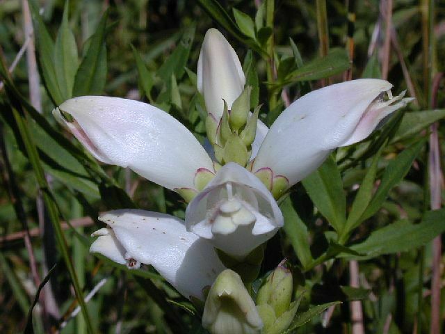 white turtlehead from Hollenbeck Preserve - The Nature Conservancy, 35 ...
