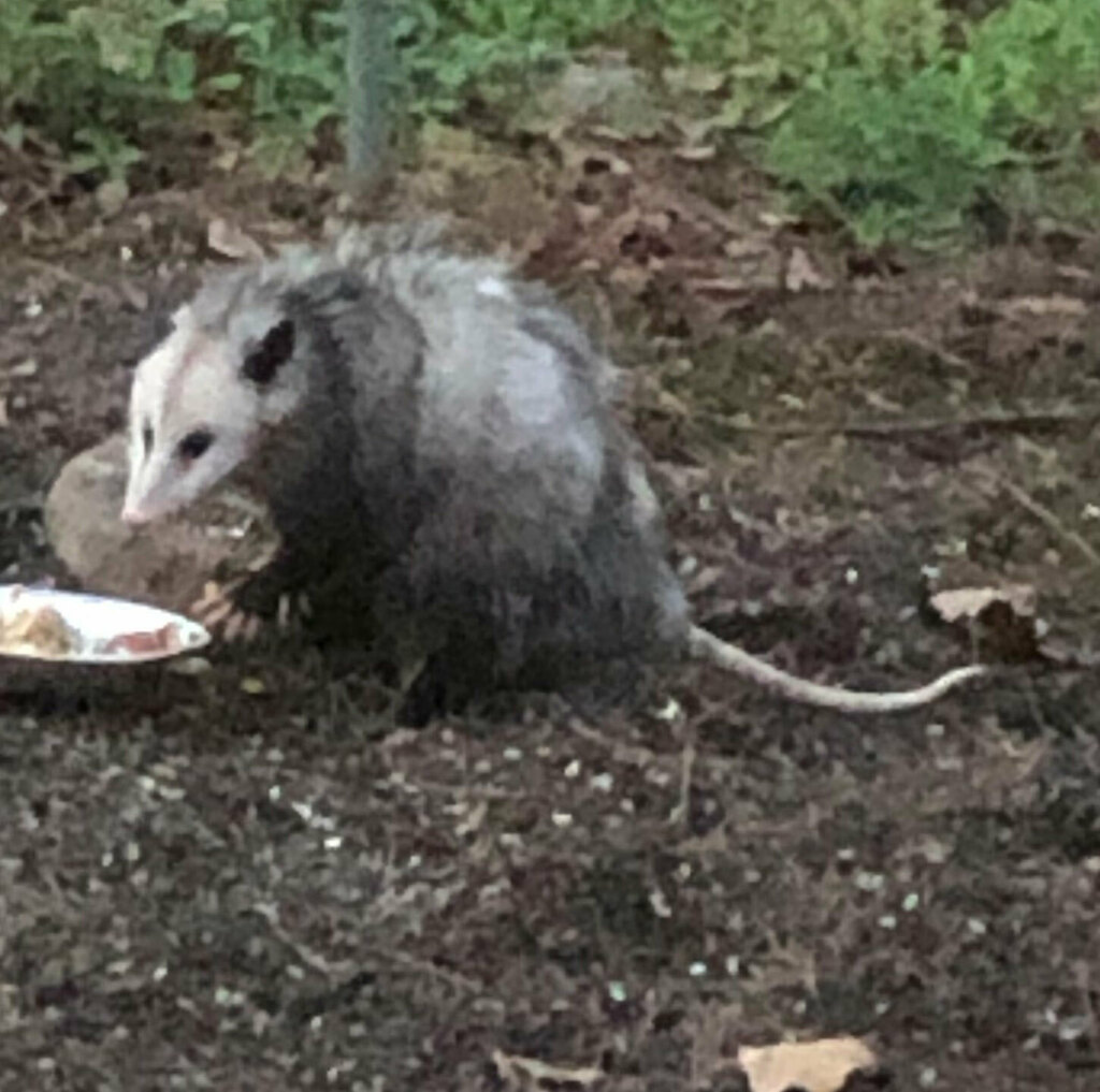 Virginia Opossum from Walton County, GA, USA on March 23, 2024 by Joan ...