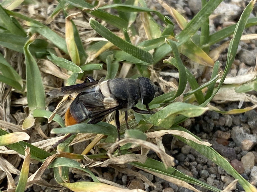 Hover Flies from Kajiado East, Kajiado, Kajiado, KE on March 7, 2024 at ...