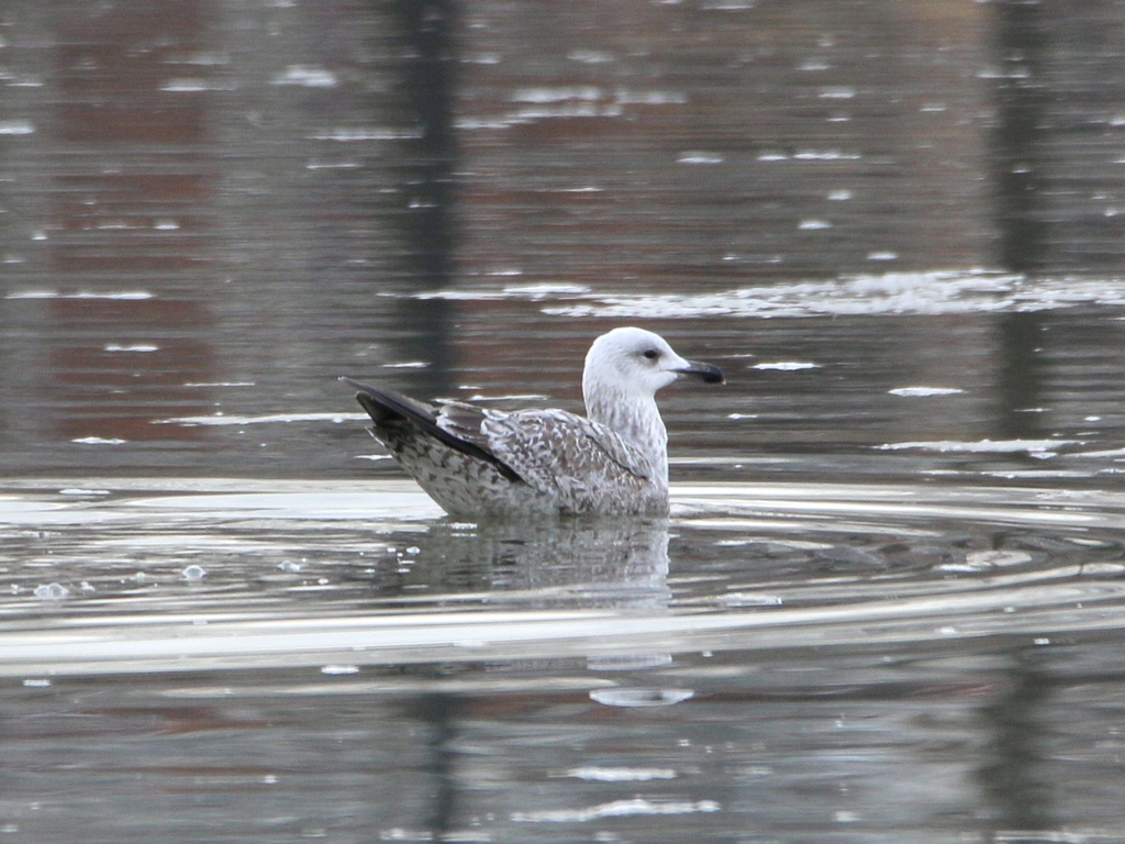 Large White-headed Gulls from р-н Орехово-Борисово Северное, Москва ...