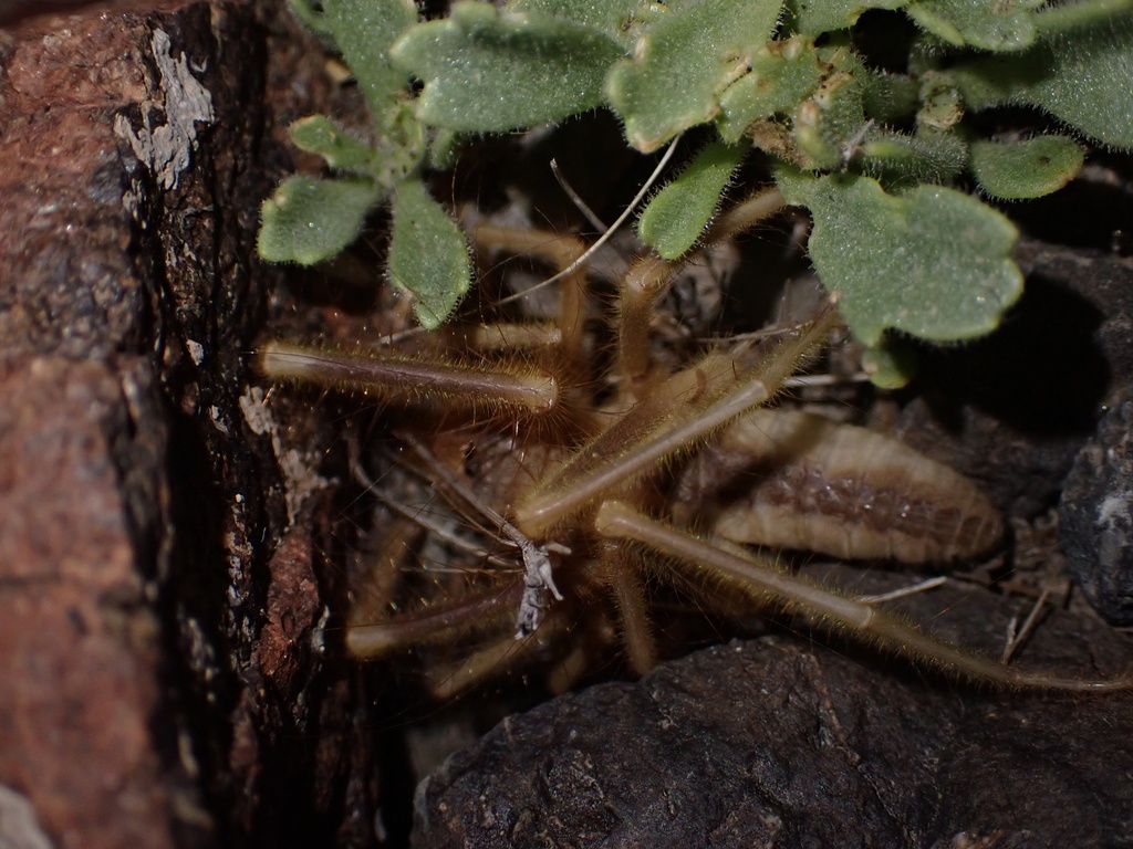 Scorpion-Spiders from Hormozgān, IR on March 26, 2024 at 08:42 PM by ...