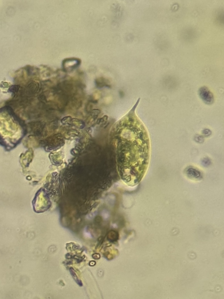 Phacus from Hess Recreation Area, Danville, PA, US on March 22, 2024 at ...