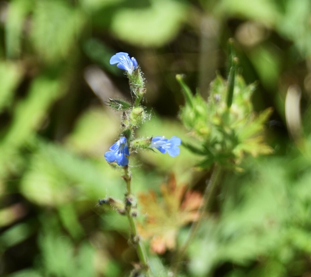 River sage from Willow Oak, FL, USA on March 26, 2024 at 01:11 PM by ...