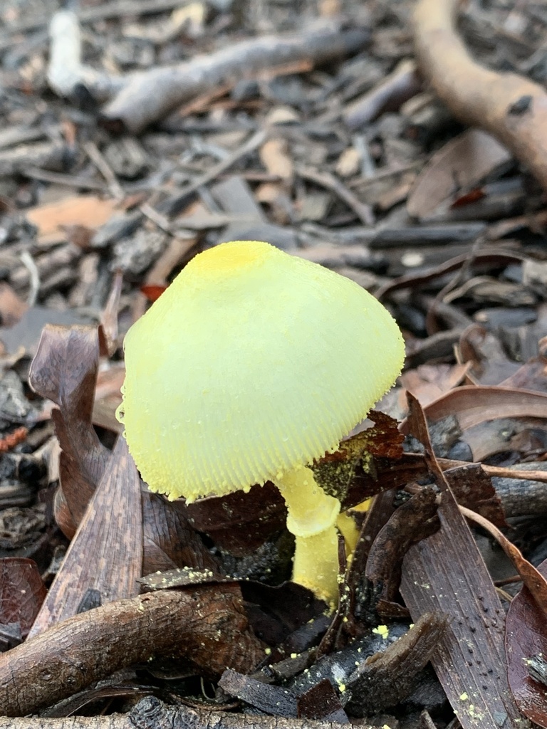 flowerpot parasol from Bundaberg Botanic Gardens, Bundaberg North, QLD ...