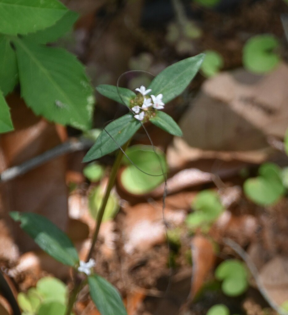 Woodland false buttonweed from Willow Oak, FL, USA on March 26, 2024 at ...