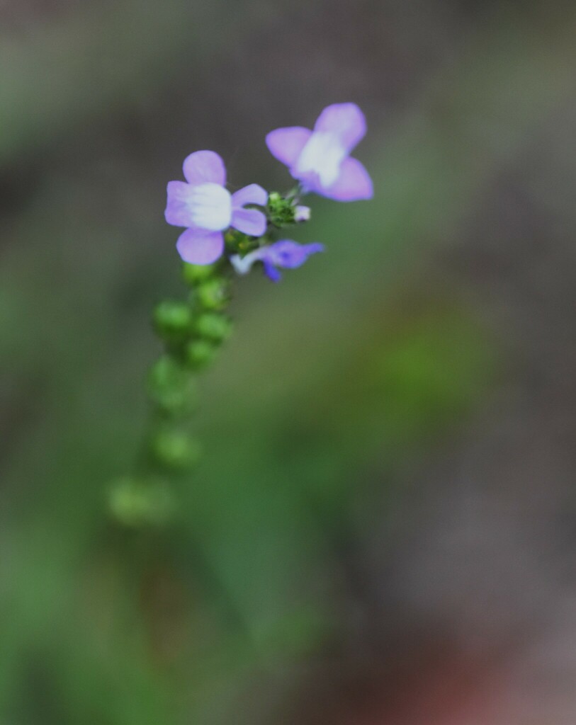 blue toadflax from Willow Oak, FL, USA on March 26, 2024 at 01:20 PM by ...