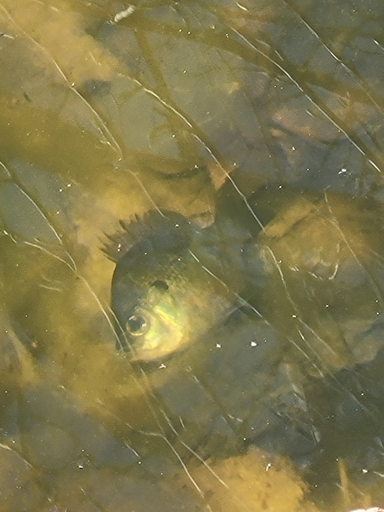 Bluegill from Belle and Mayo Islands, Richmond, VA, USA on March 25 ...