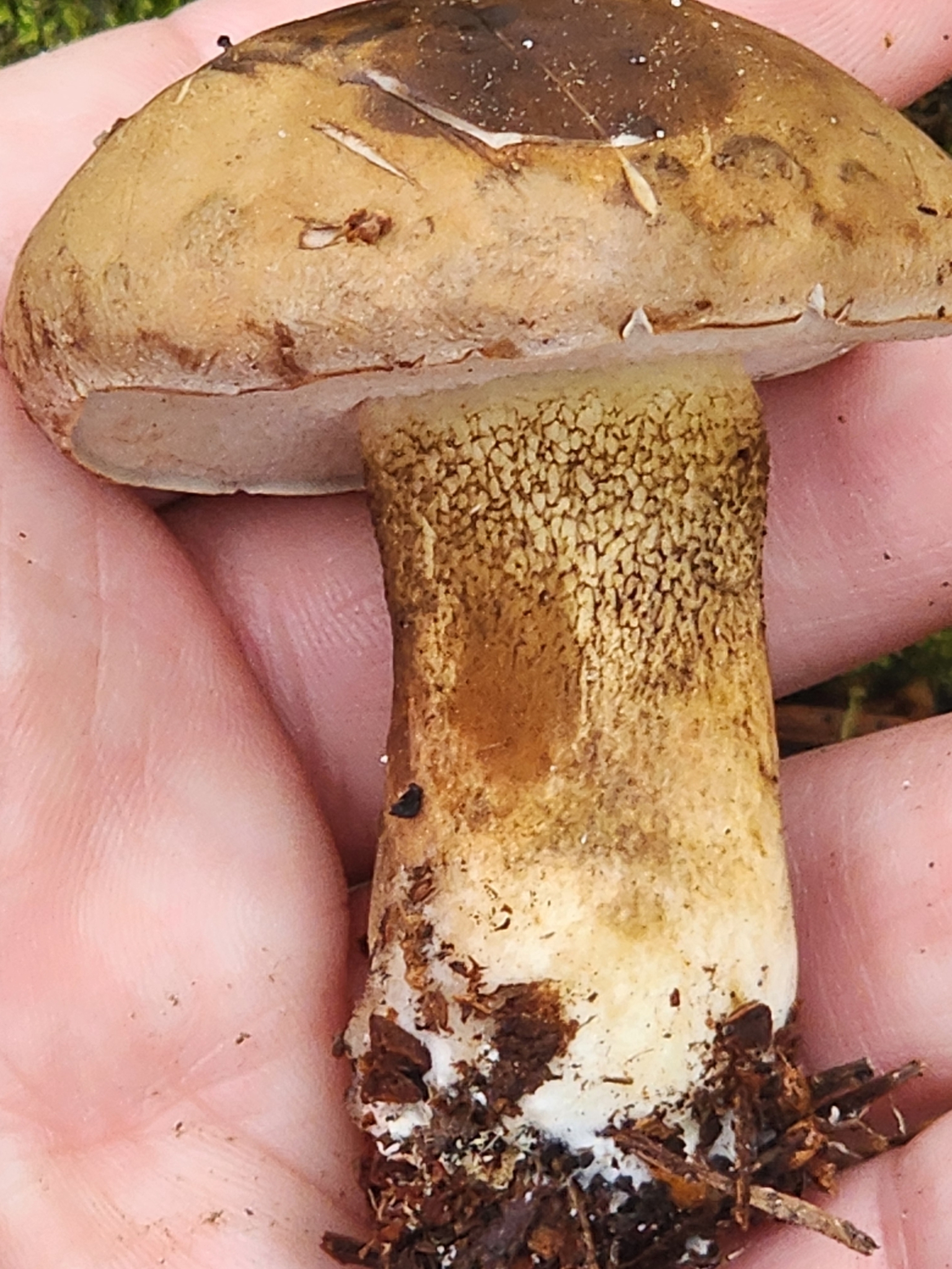 Tylopilus felleus - Gemeiner Gallenröhrling