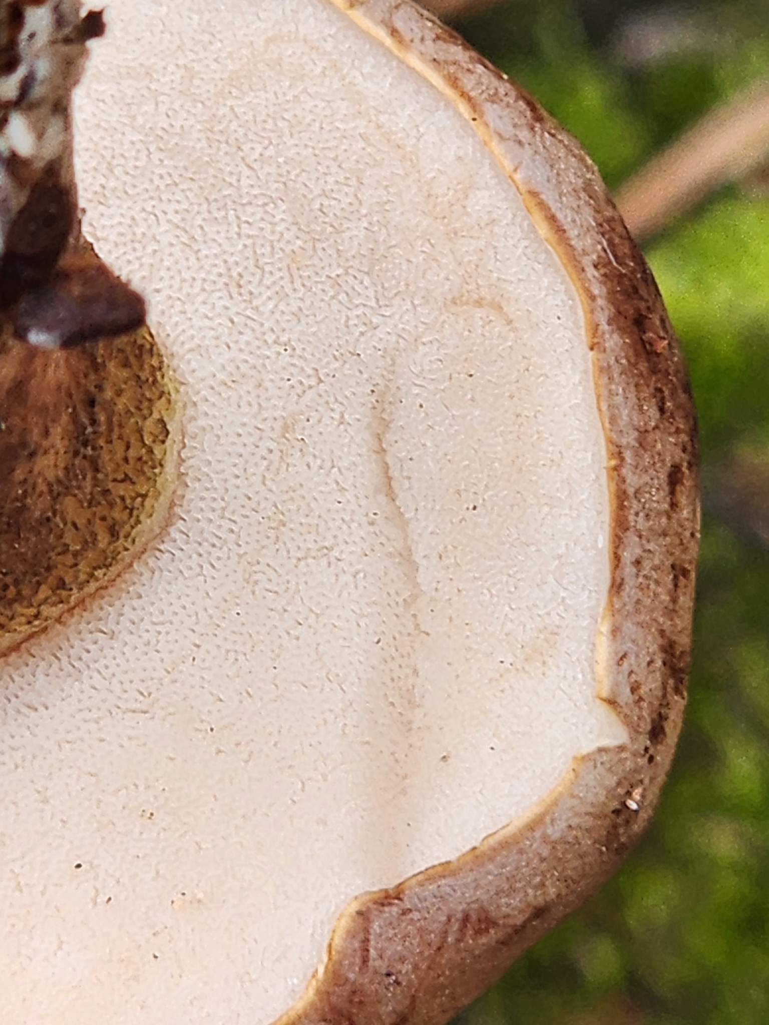 Tylopilus felleus - Gemeiner Gallenröhrling