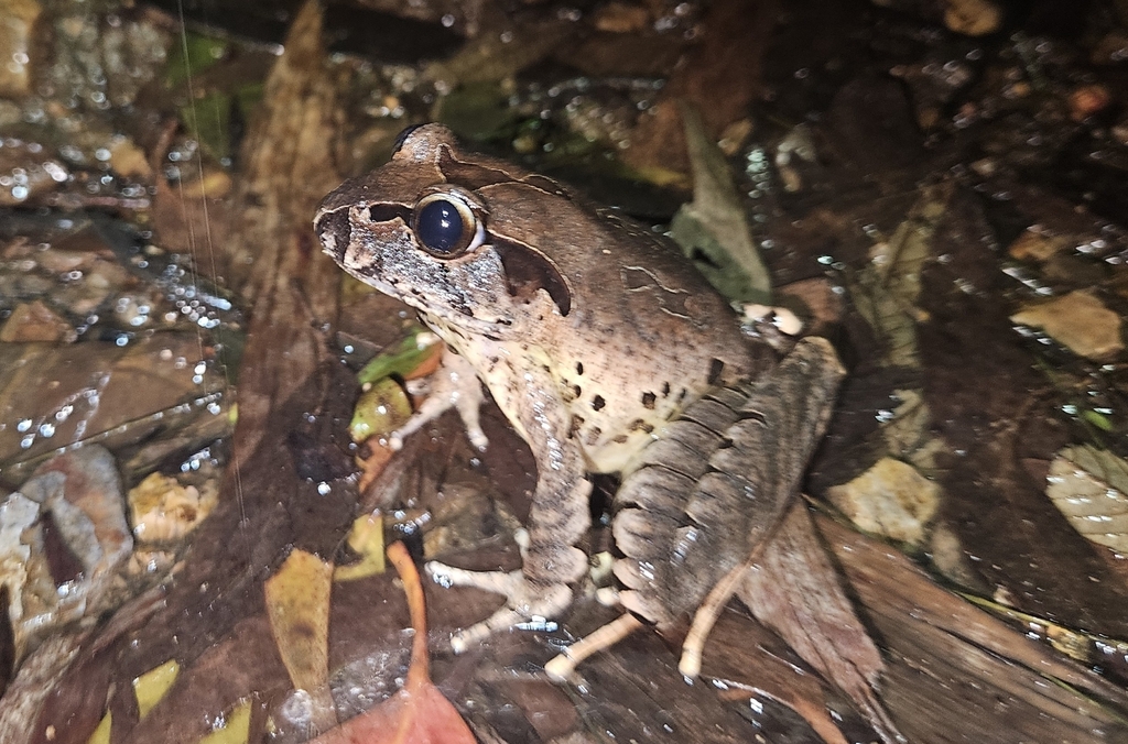 Fleay's Barred Frog in March 2024 by Peta Jansma-Reid · iNaturalist